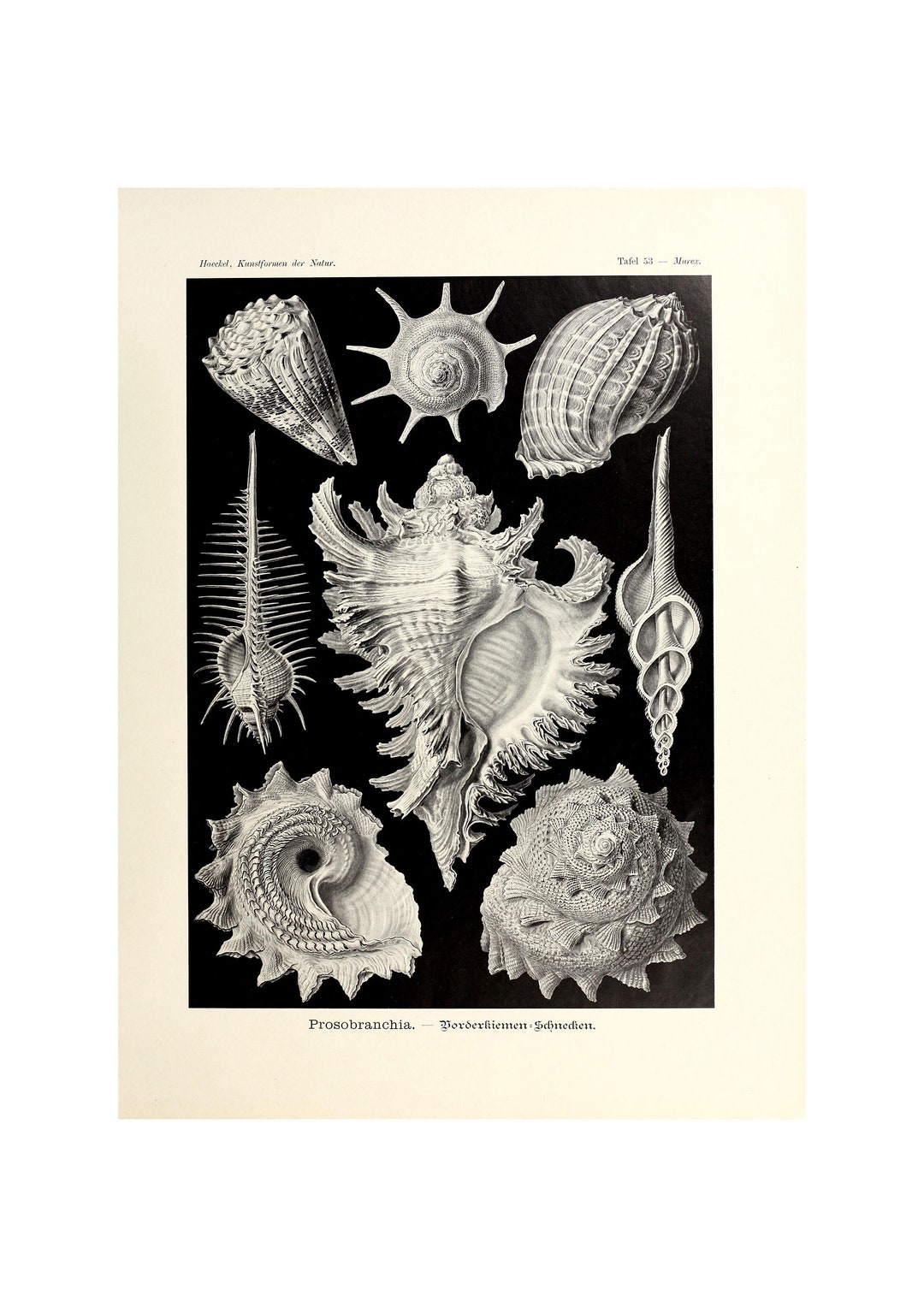 Ernst Haeckel - Art Forms in Nature : Prosobranchia - Dorderkiemen ...