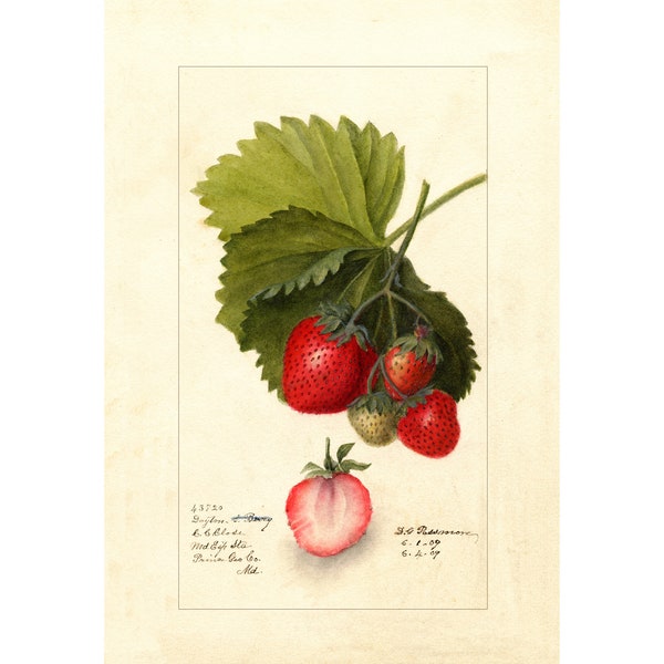 Strawberry Print - Etsy