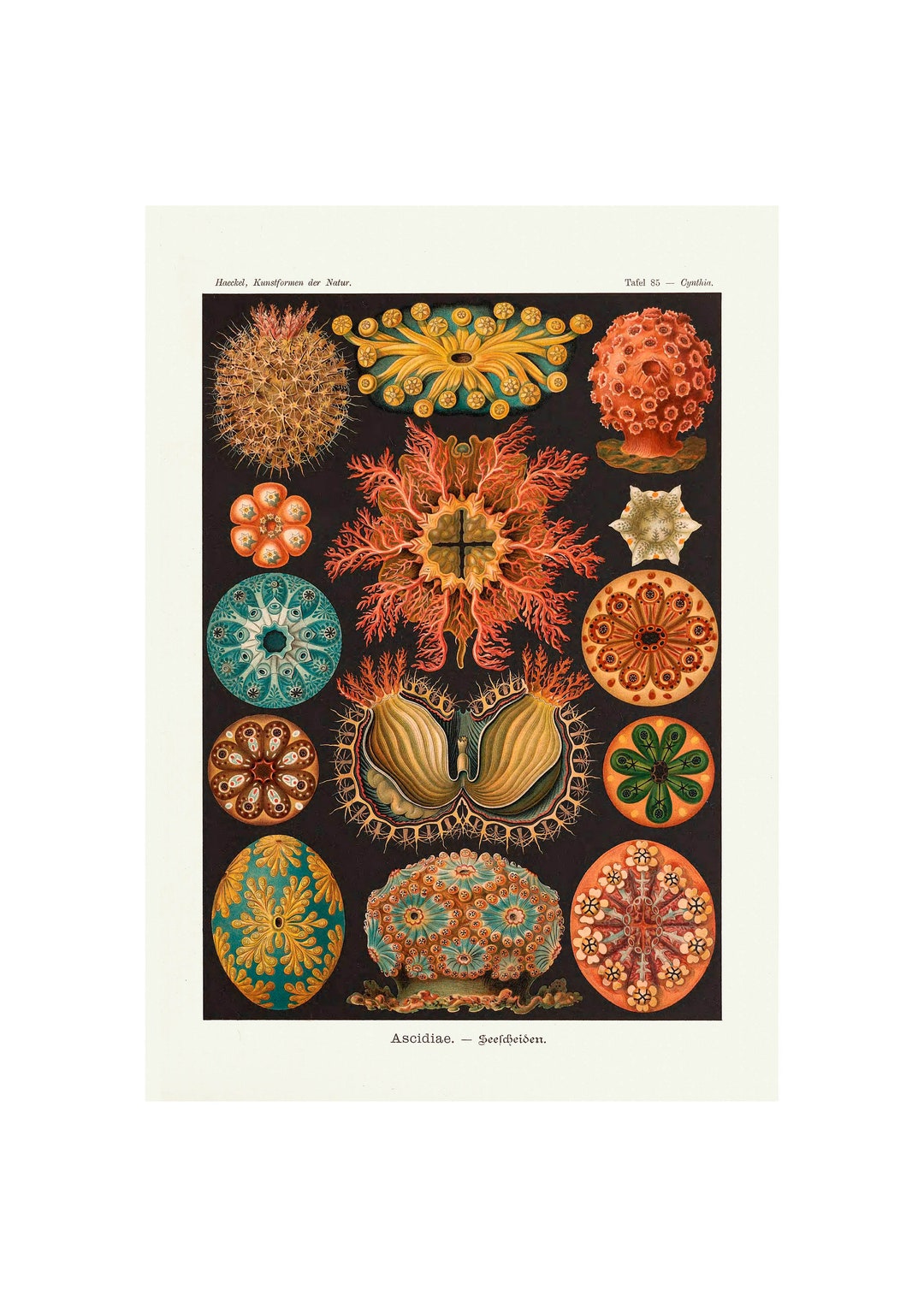 Ernst Haeckel - Artforms in Nature : Ascidiae - Sea Squirts (1904 ...