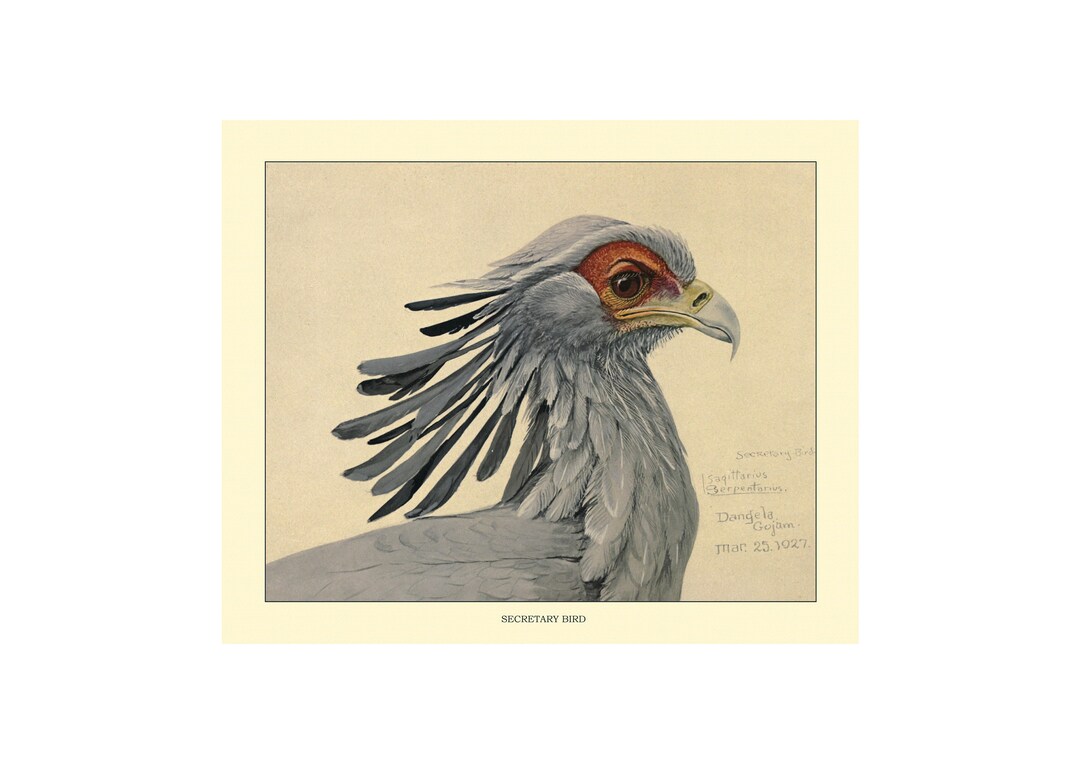 Album of Abyssinian Birds and Mammals : Secretary Bird (1920s) - Giclee ...