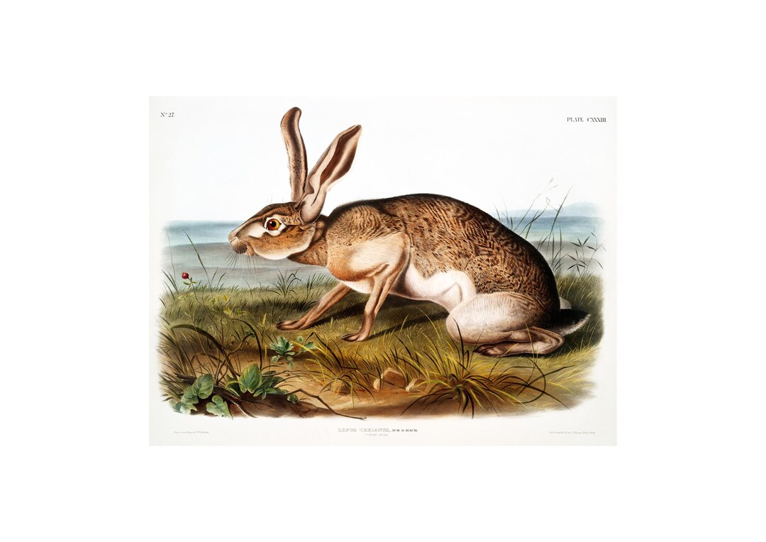 Rabbit - John James Audubon's Viviparous Quadrupeds of North America ...