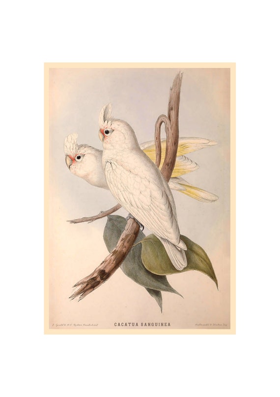 Little Corella Giclee Fine Art Print Framed/unframed - Etsy