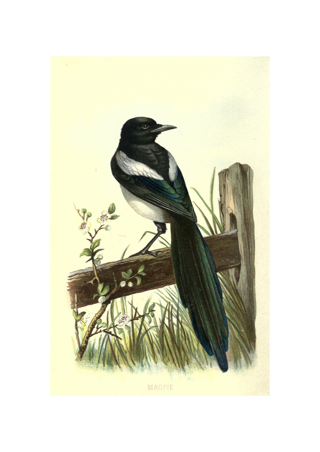 Magpie - Antique Lithograph - Giclee Print - Framed/unframed - Etsy
