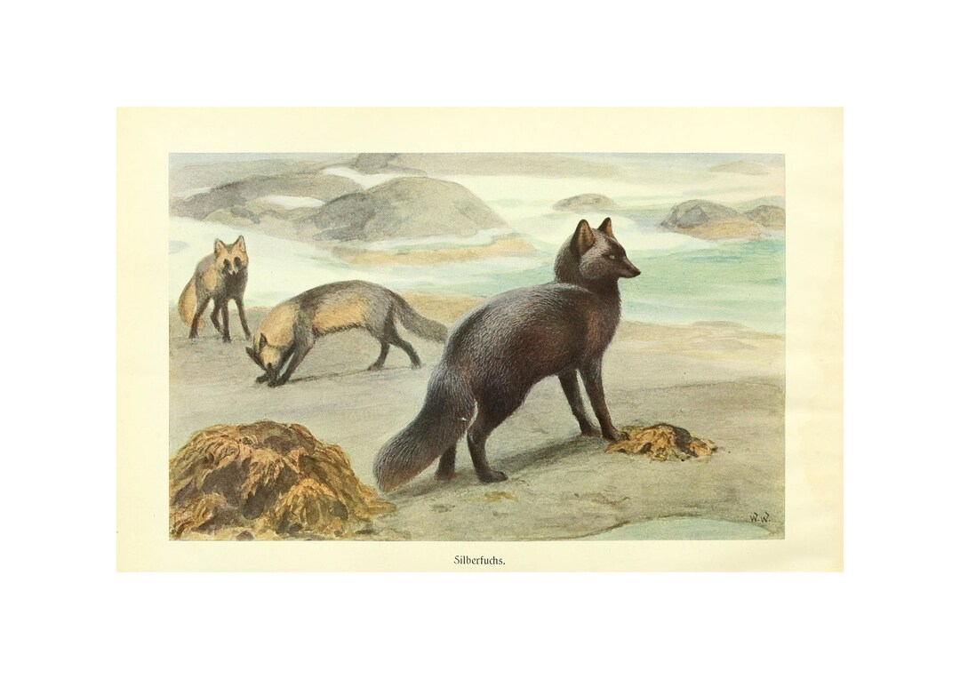 SILVER FOX - Antique Lithograph by Alfred Brehm - Giclee Print - Framed ...