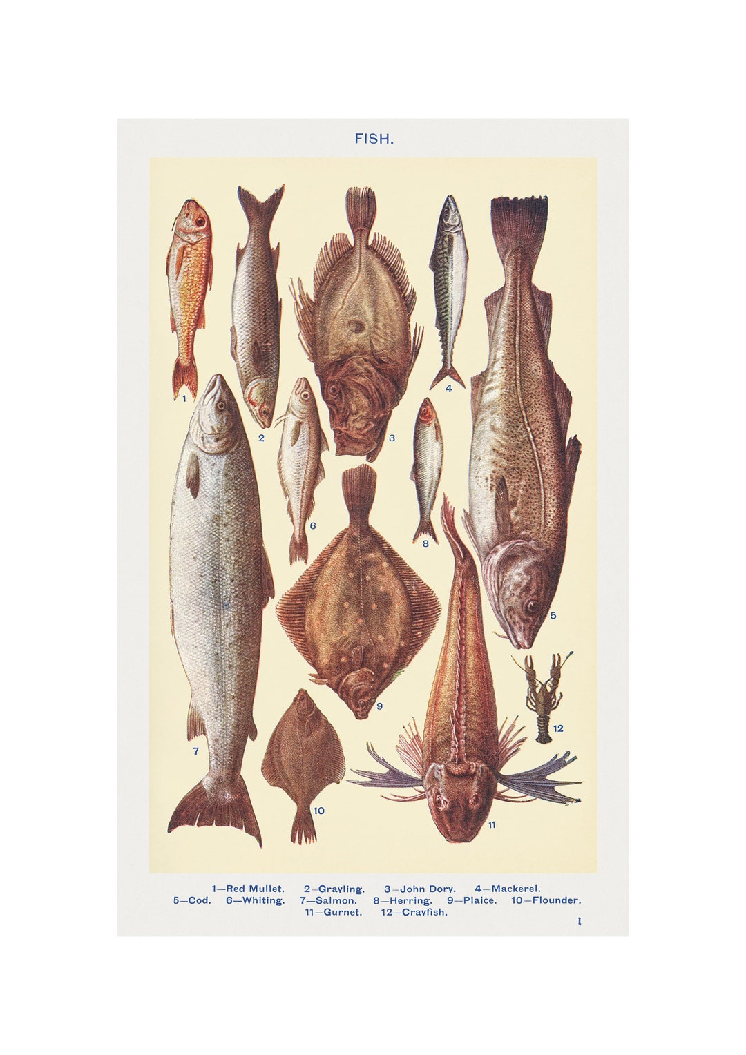 FISH CHART 1 PRINT - Antique Lithograph From Mrs Beeton's Cookery Book ...