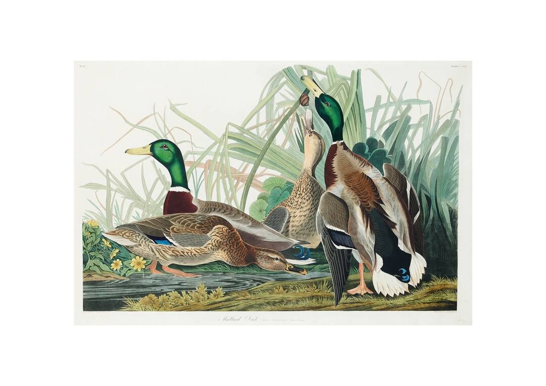 MALLARD ENTE Birds of America, 1827 von John Audubon Vintage Giclee ...