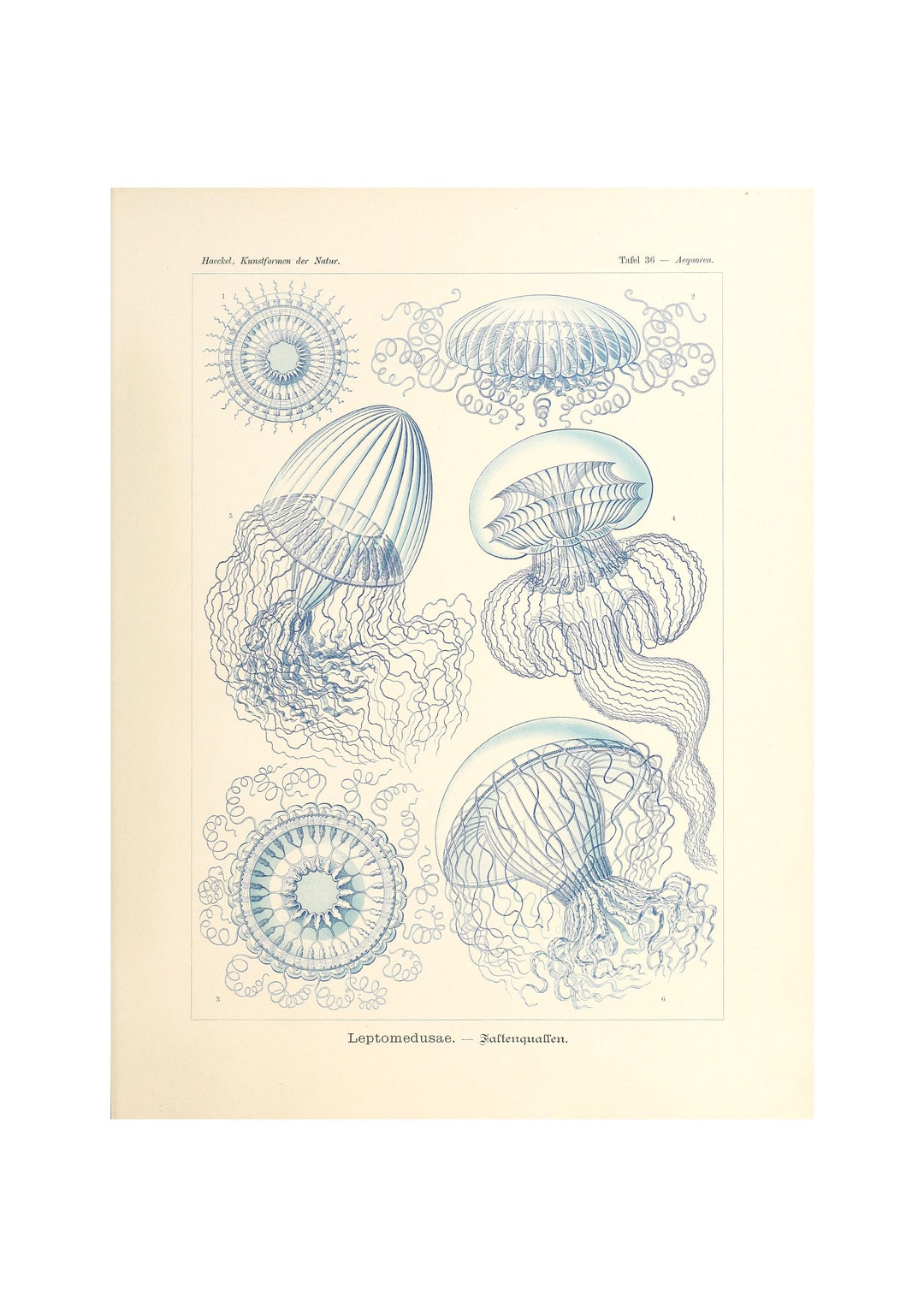 Ernst Haeckel - Art Forms in Nature : Leptomedusae - Faltenquallen ...