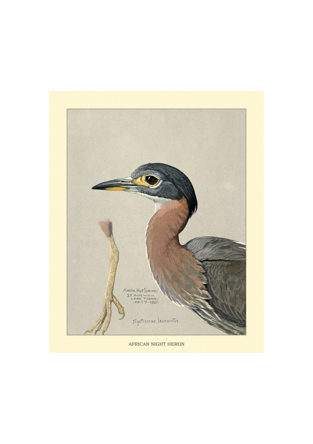 Album of Abyssinian Birds and Mammals : African Night Heron (1920s ...