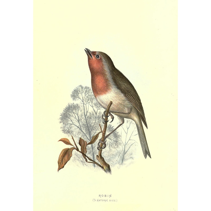 Robin Prints - Etsy UK