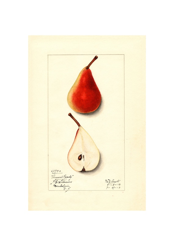 VERMONT BEAUTY PEAR Antique Lithograph Giclee Print - Etsy