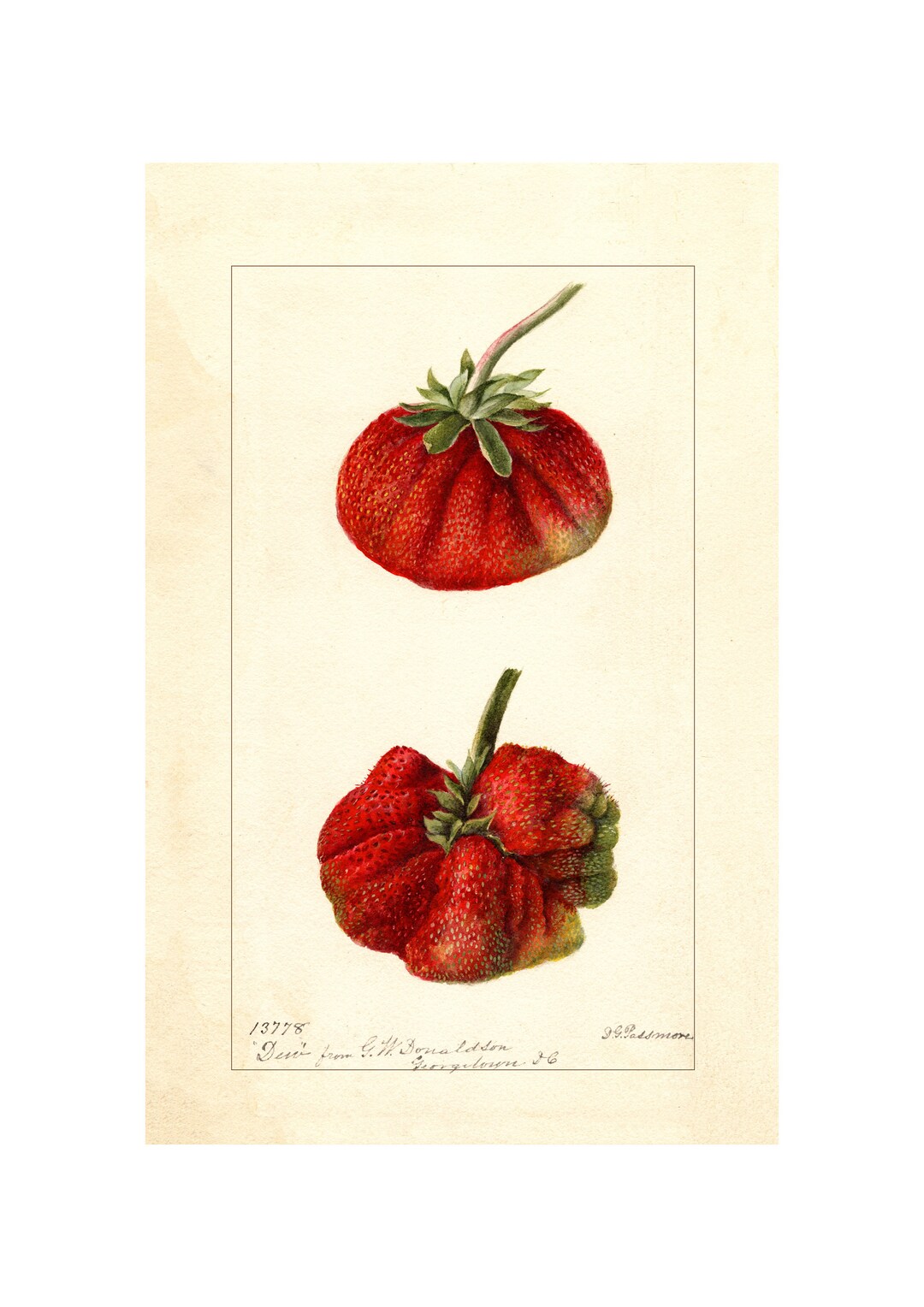 STRAWBERRY Antique Lithograph Giclee Print Framed/unframed - Etsy