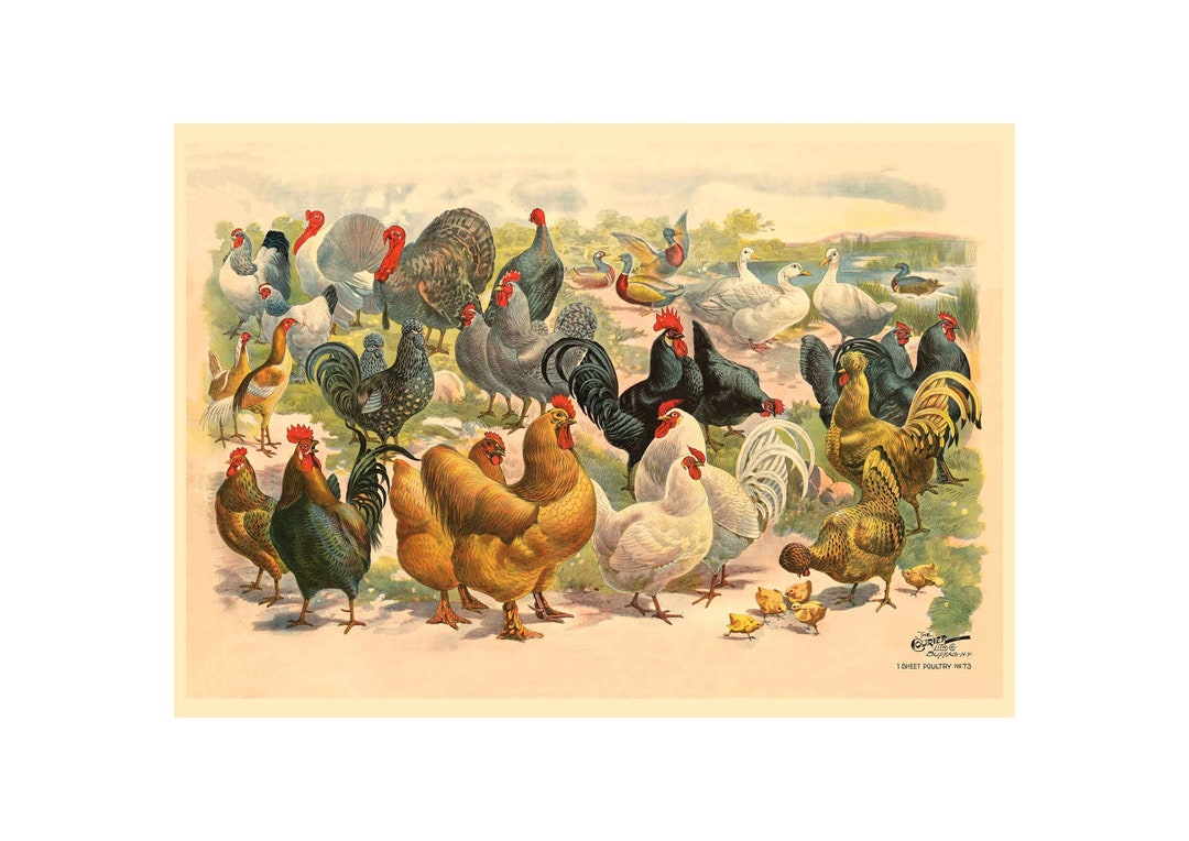 Poultry Hen Chicken Gicle Vintage Art Print - Framed/unframed - Etsy