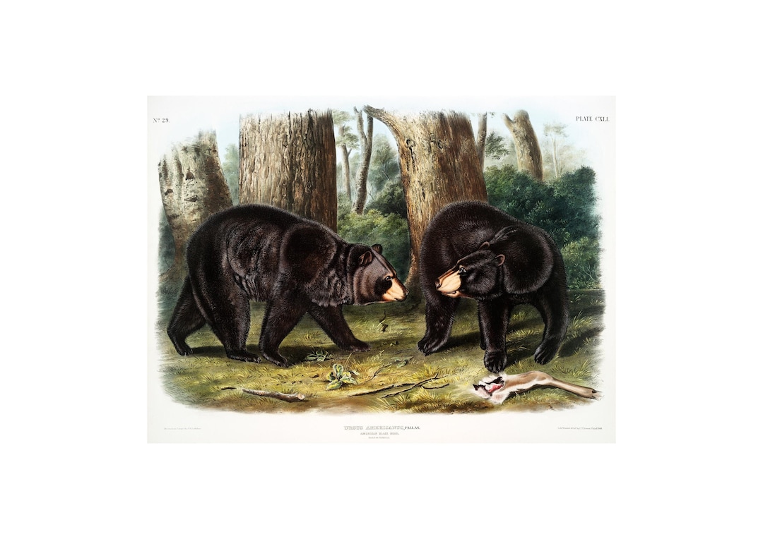 American Black Bear - Antique Lithograph - Giclee Print - Framed ...