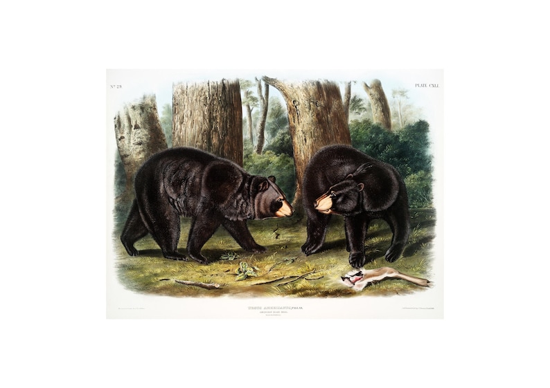 American Black Bear Antique Lithograph Giclee Print - Etsy