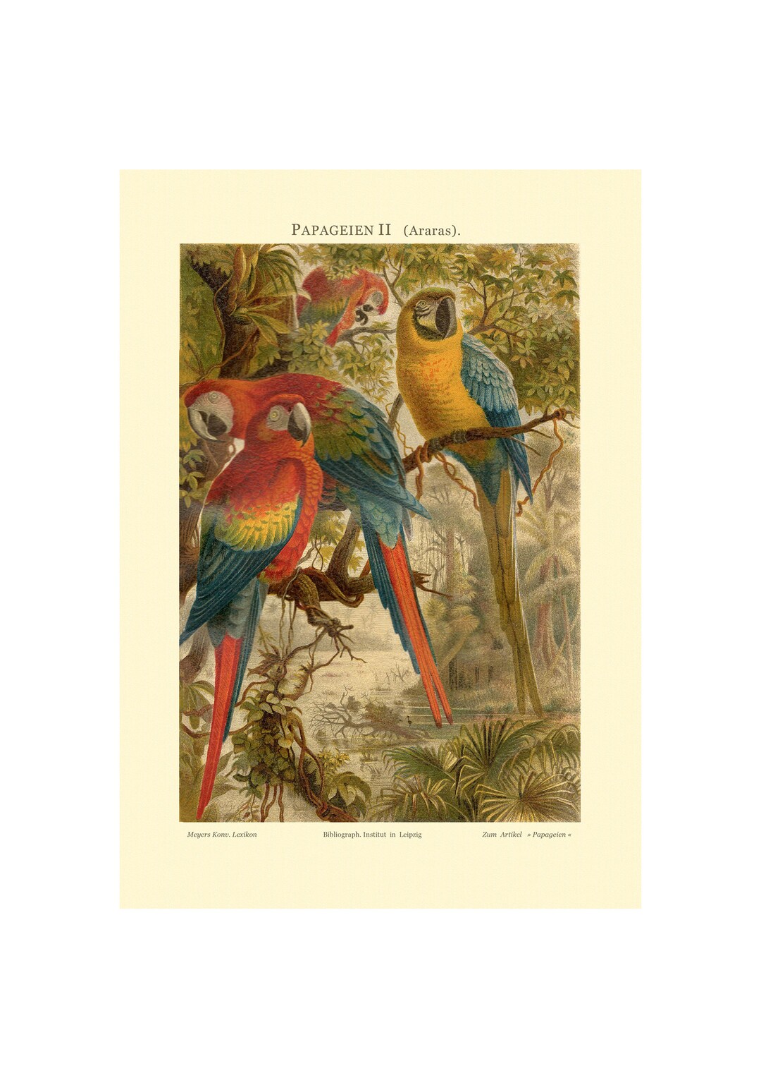 Ara Parrots Fine Art Print - Antique Lithograph From 1888 - Framed ...