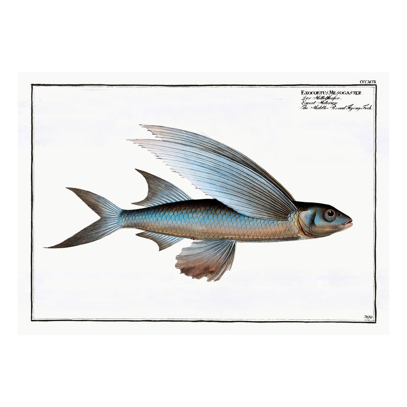 Flying Fish Print - Etsy