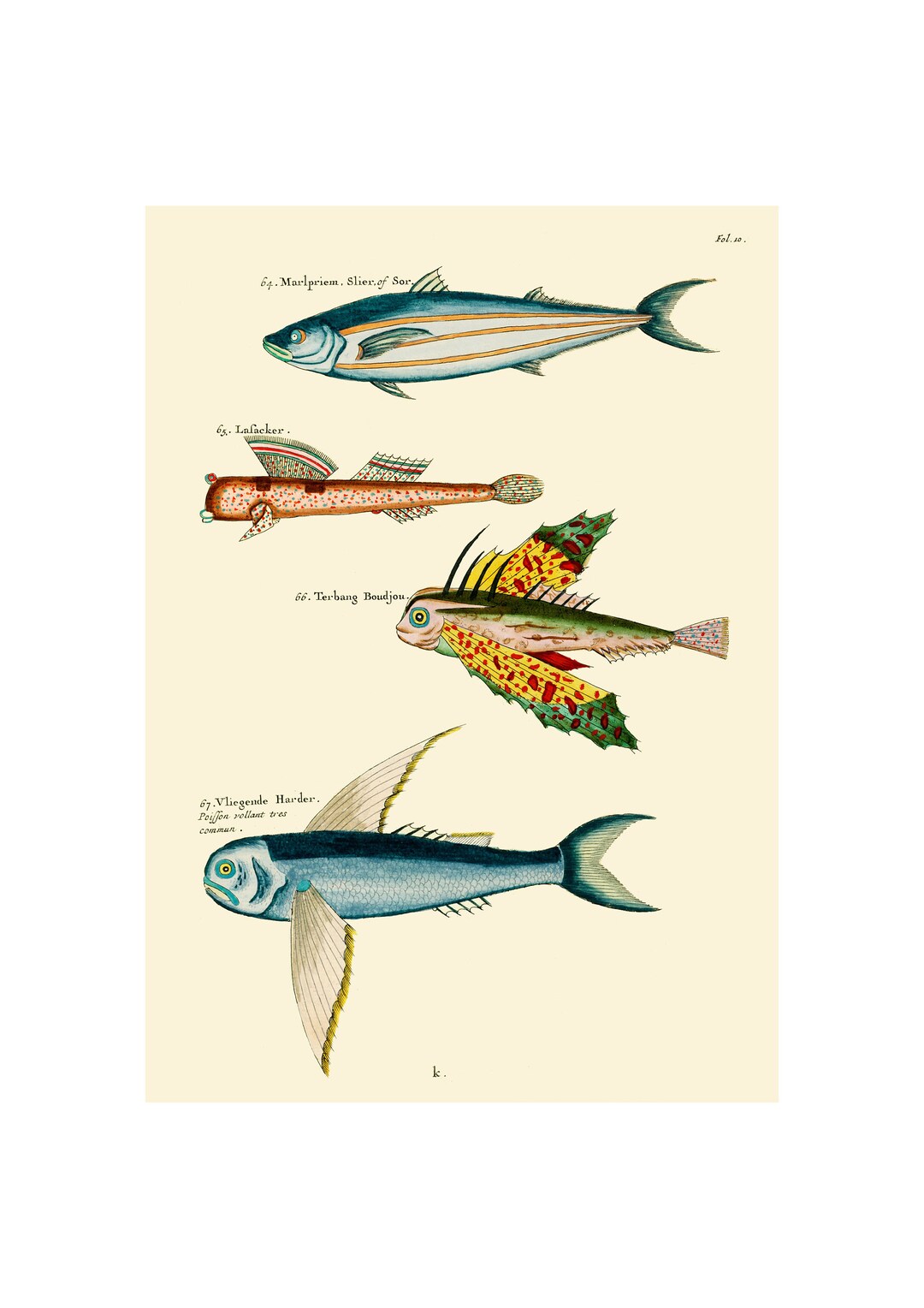 LOUIS RENARD'S FISH, Folio 10 - Fine Art Print - A4/A3 Framed/unframed ...