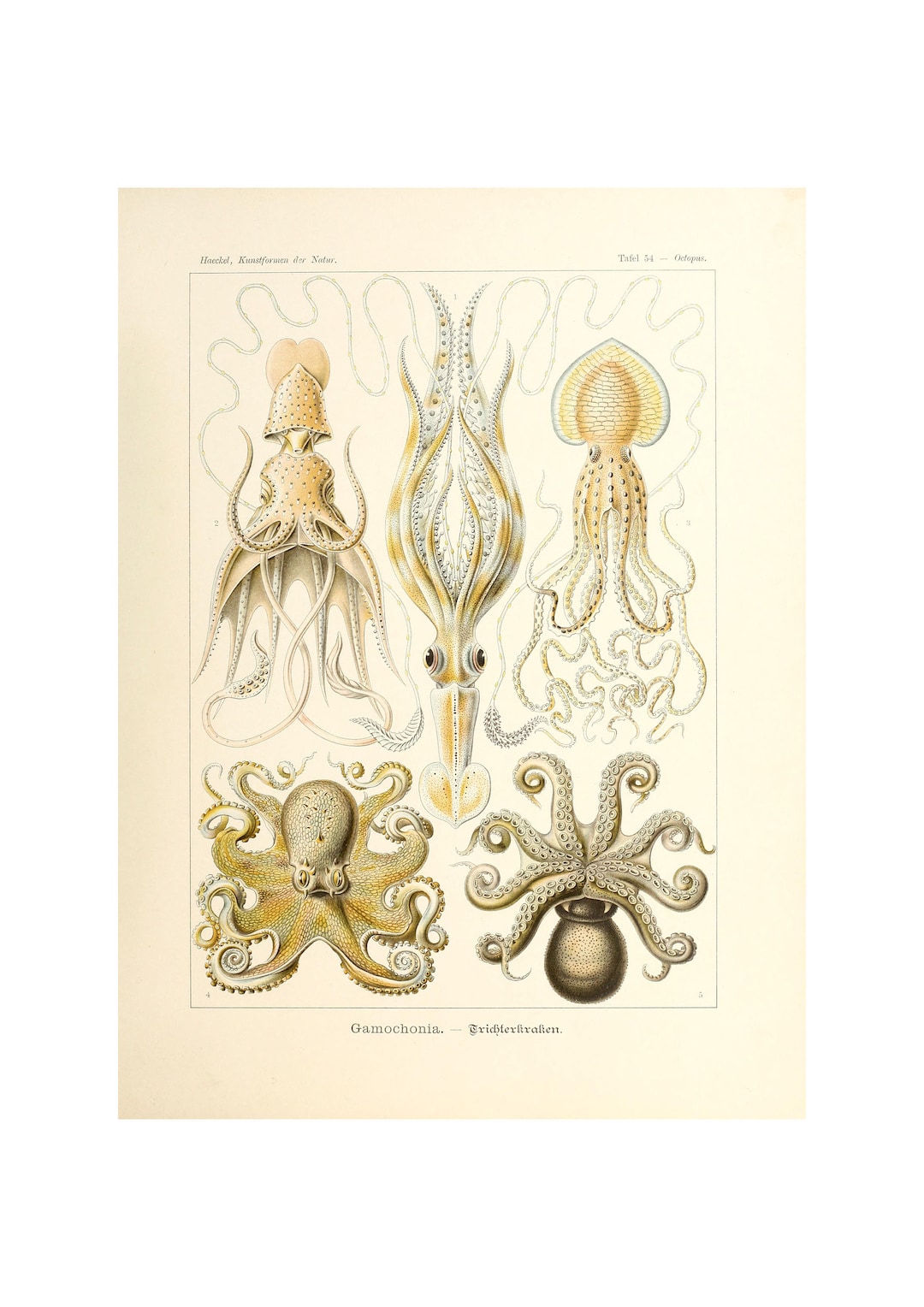 Octopus Giclee Print by Ernst Haeckel - Etsy
