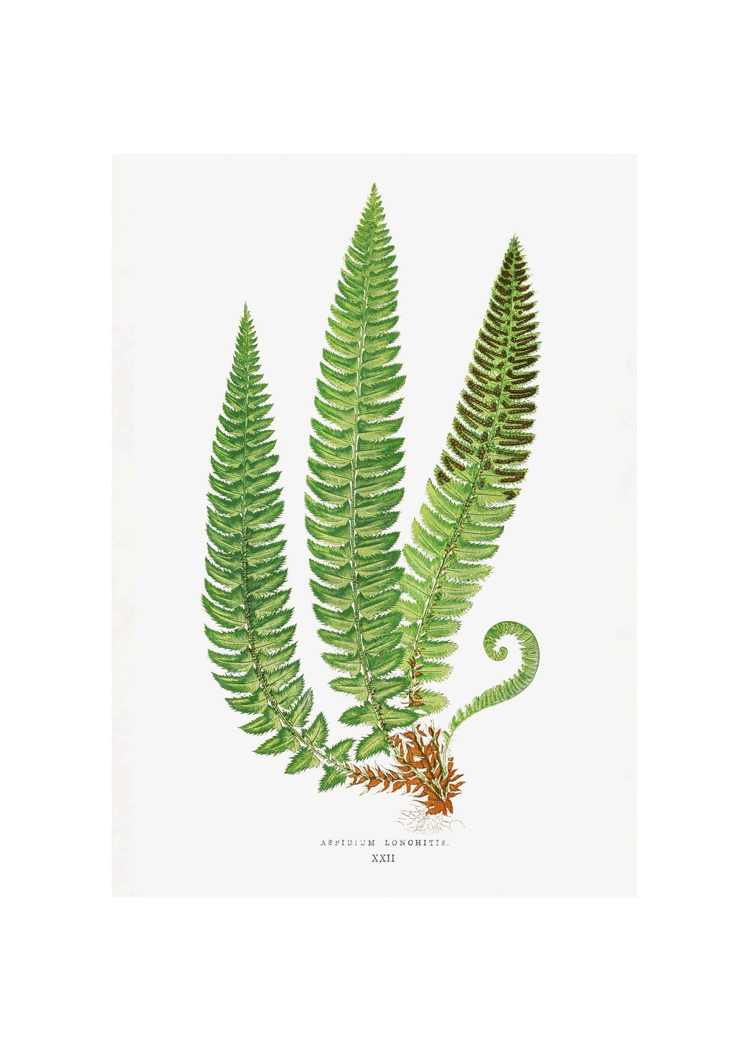 Aspidium Lonchitis From Ferns Fine Art Vintage Giclee Print - Etsy