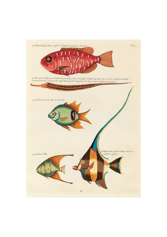 LOUIS RENARD'S FISH Folio 12 Fine Art Print A4/A3 | Etsy