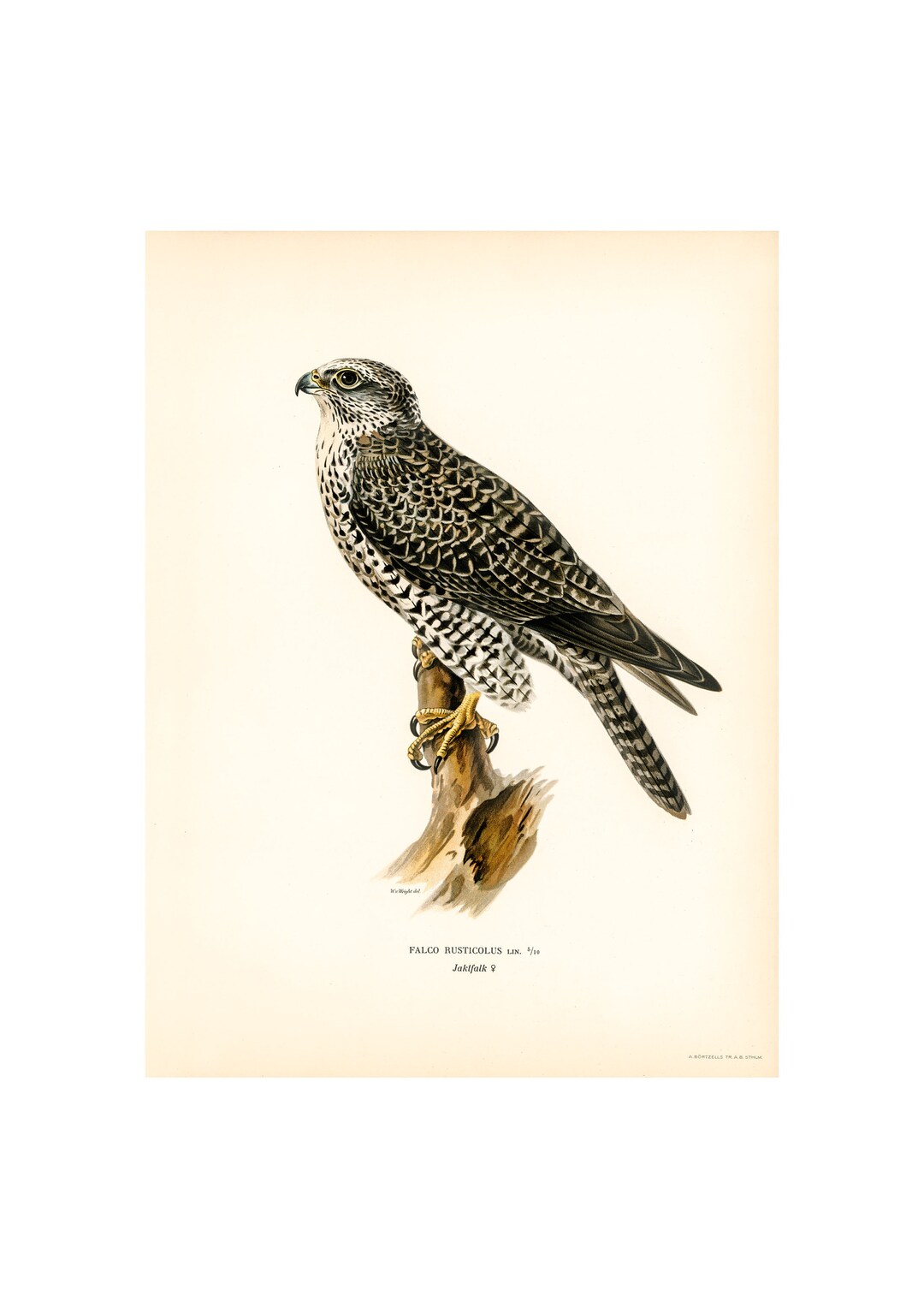Falcon Fine Art Print - Antique Lithograph From 1927 - A3/A4 Framed ...