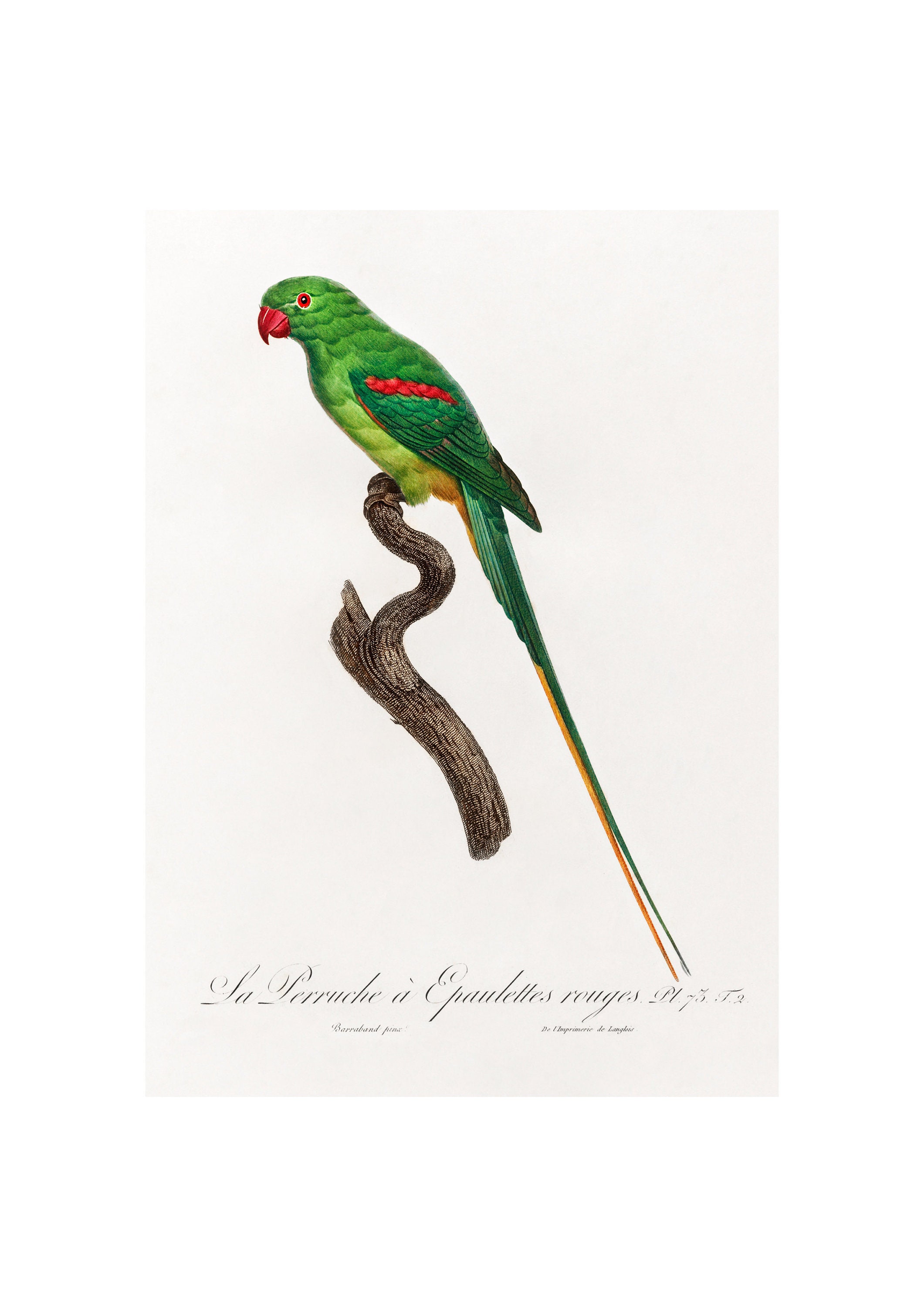 Alexandrine Parrot Size