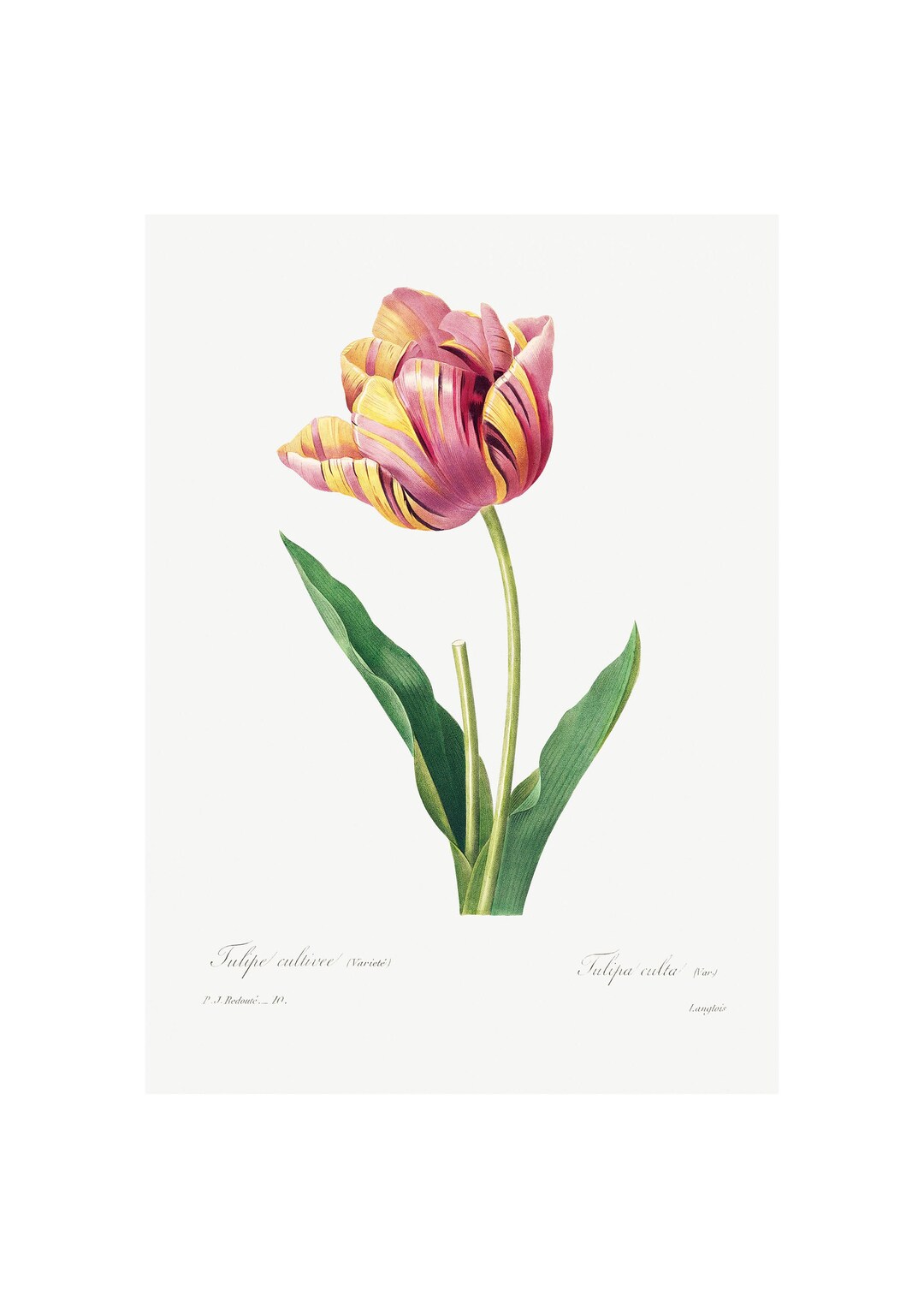 Tulip Fine Art Print - Vintage Lithograph From 1833 - Framed/unframed ...