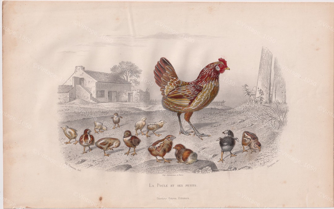 Old Lithograph 1860 THE HEN and Her Cubs TRAVIES Drawing - Etsy