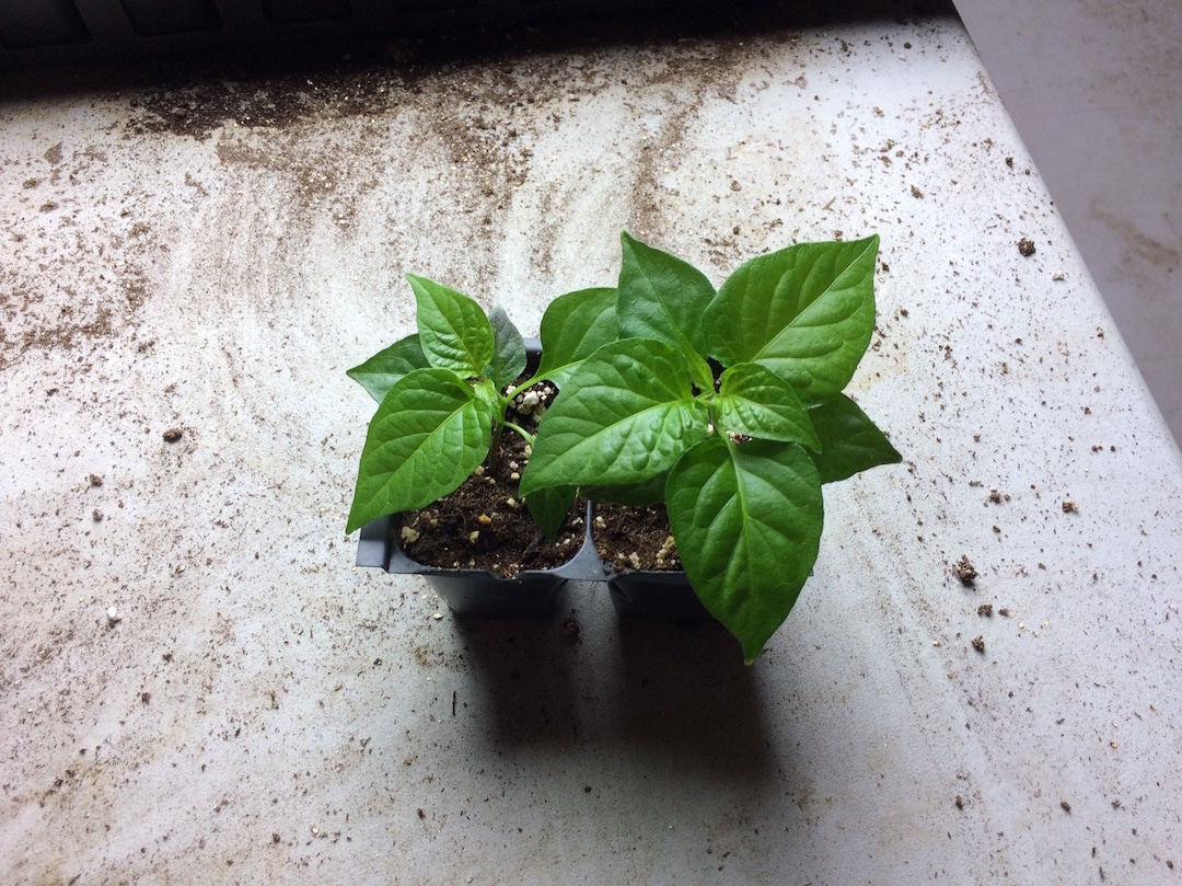 2 PACK YELLOW SCOTCH Bonnet Pepper Plant 40 + Days Old (2" + to 4" Tall ...