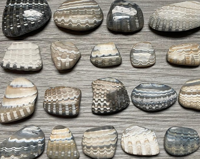 24 Large and Medium Size Clamshell Fossils Polished and Unpolished ...