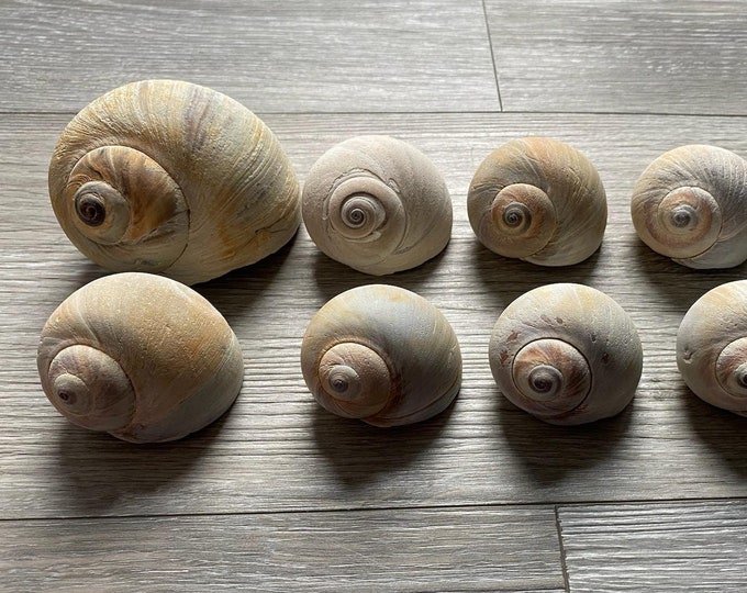 8 Whales Eye Shells, 1 Extra Large 3, 4 2 Medium and 3 Small 1 and 3/4 ...