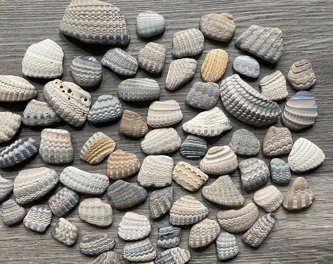 65 Clamshell Fossils Various Sizes, Anadara Fossil Shells, Unpolished ...