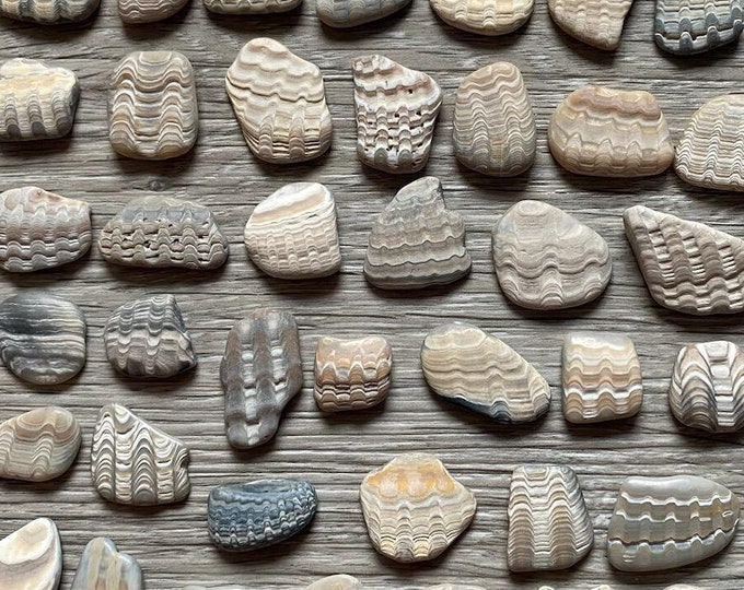 65 Small Clamshell Fossils, Some Polished, Anadara Fossil Shells ...