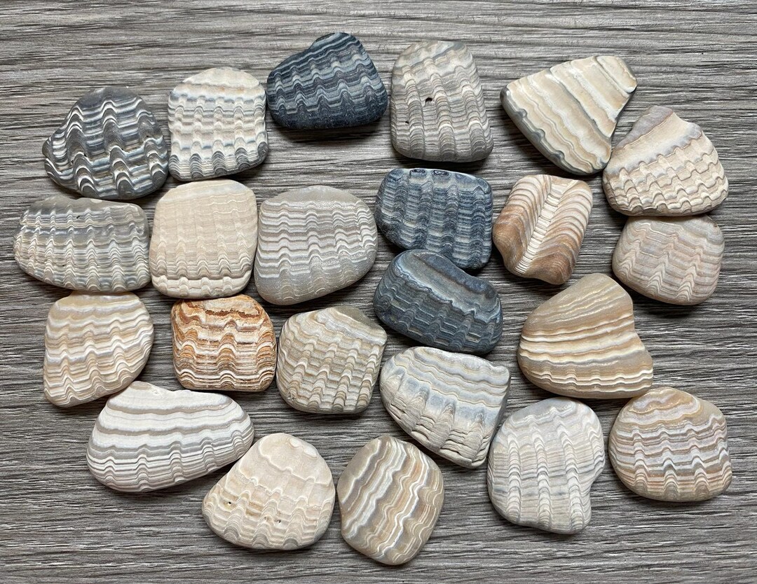 22 Clamshell Fossils Unpolished, Anadara Fossil Shells, Anadara ...