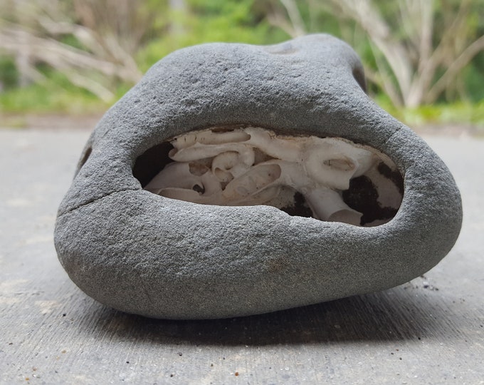 Ocean Life Rock, Sea Life Fossils, Beach Rock With Holes, Ocean Stone ...