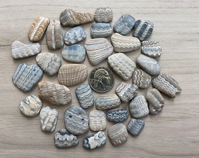 35 Clamshell Fossils, Anadara Devincta, Miocene-age, Fossil Fragments ...