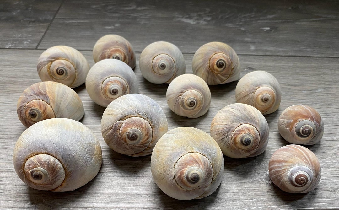 14 Whales Eye Shells, Large, Medium and Small, Sharks Eye, Moon Shells ...