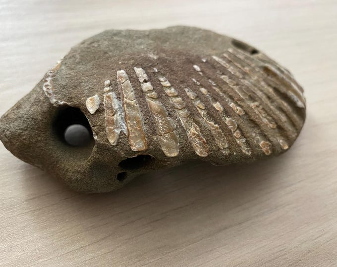 Fossil Hag Stone, 9.3 Oz. Holey Stone, Odin Stone, Faerie Stone, Altar ...