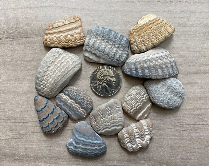 12 Clamshell Fossils, Anadara Devincta, Miocene-age, Fossil Fragments ...