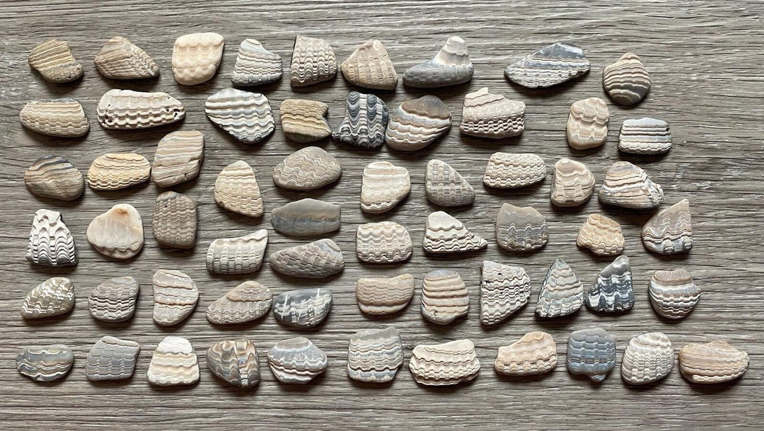 61 Clamshell Fossils Anadara Devincta Miocene-age Fossil - Etsy