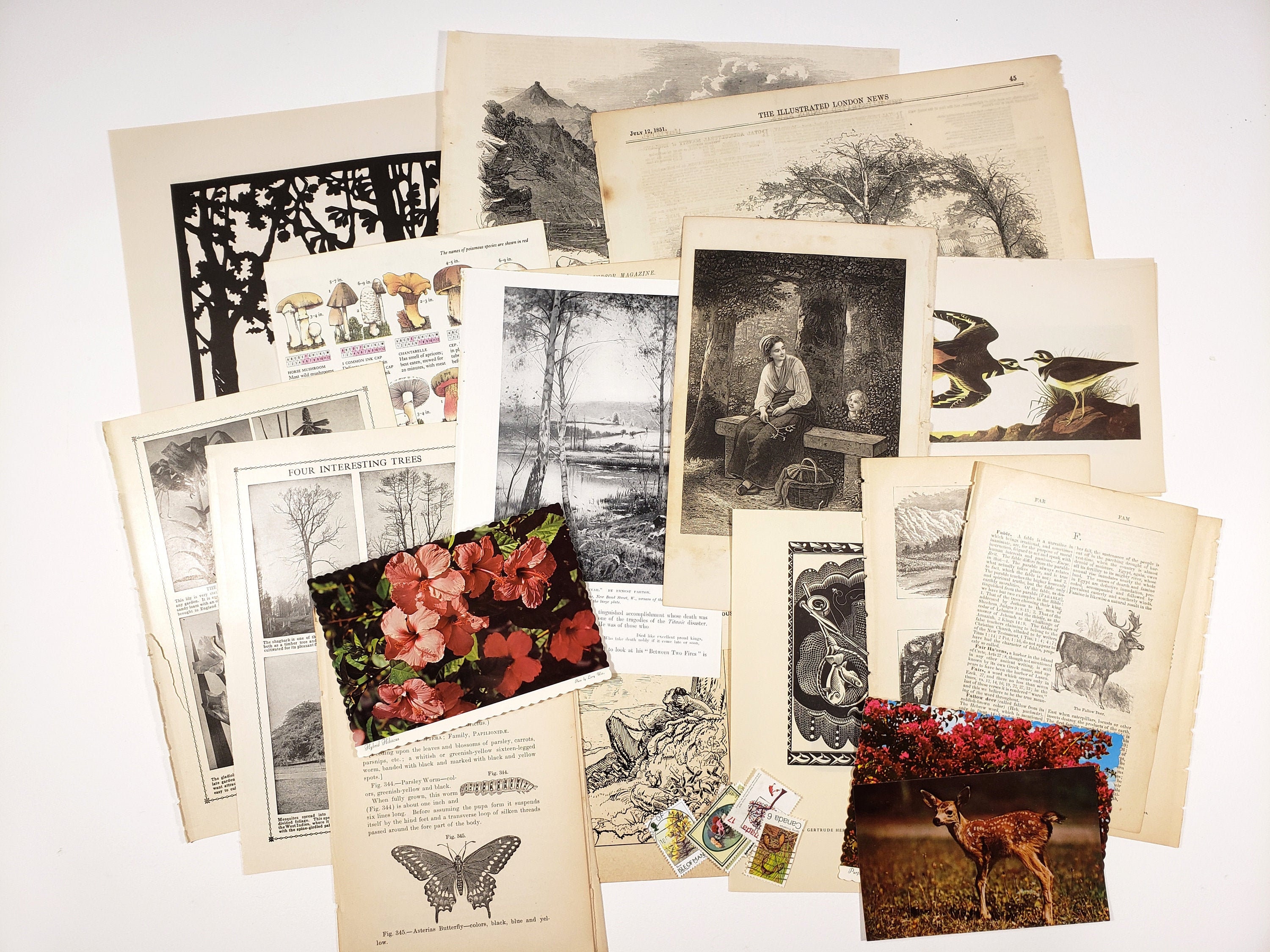 NATURE Themed Ephemera Vintage Paper Pack 25 Pieces | Etsy