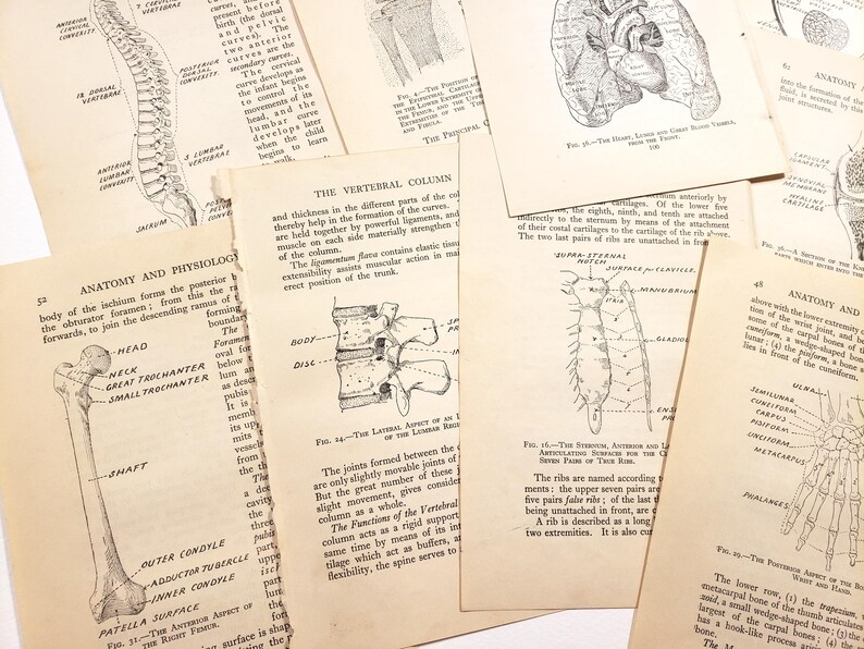 Medical Book Pages, 1950s, Vintage Paper, Anatomy, Ephemera, Junk ...