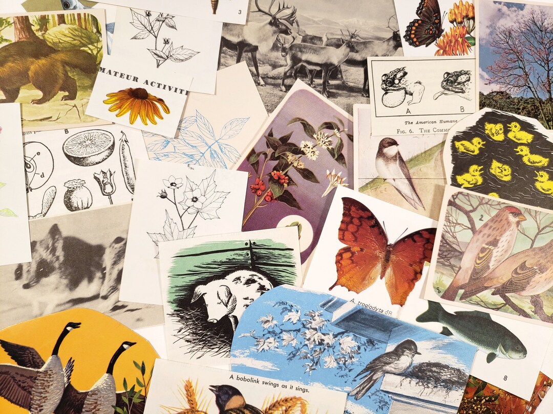 Mini NATURE Ephemera Pack - Vintage Paper Ephemera - Birds, Botanical ...