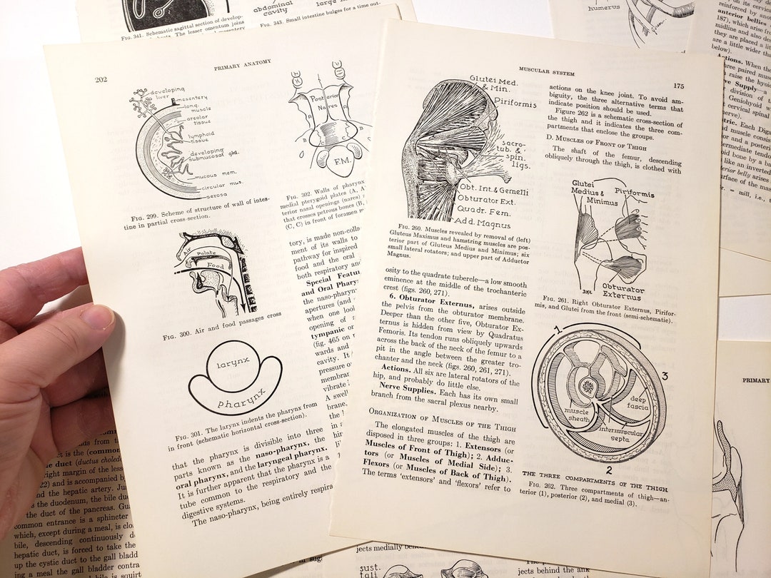 Vintage Medical Book Pages, Anatomy, Vintage Ephemera, Junk Journal ...