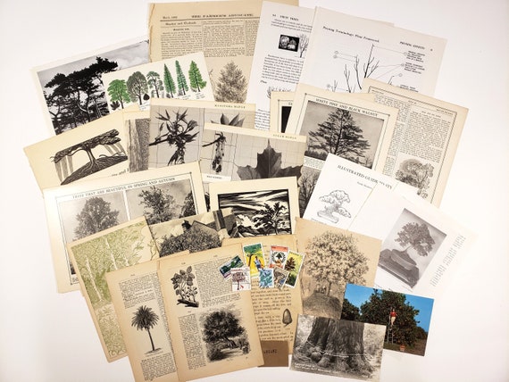 TREES & LEAVES Ephemera Vintage Paper Pack 25 Pieces - Etsy