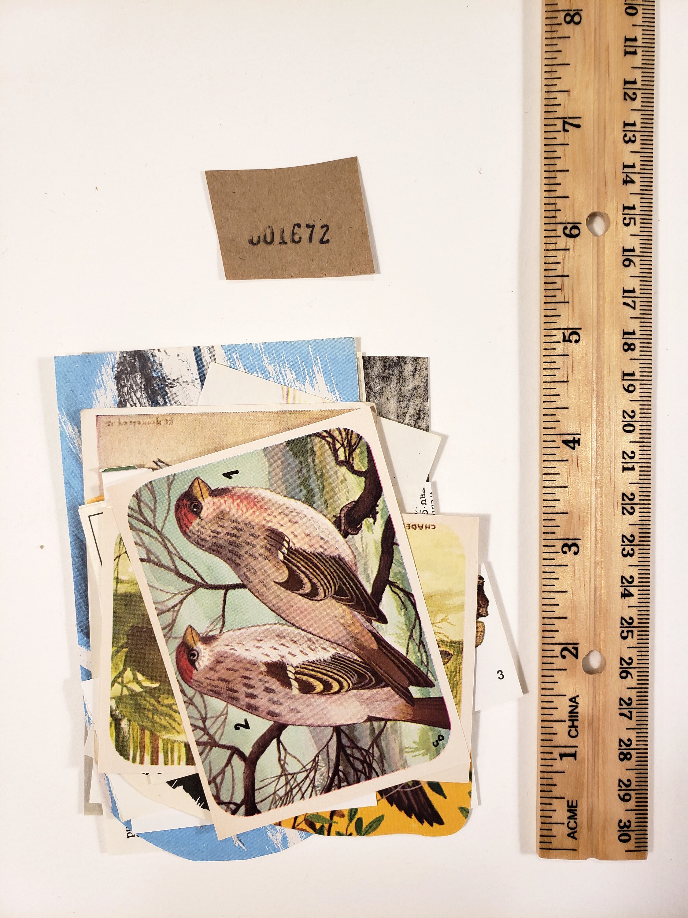 Mini NATURE Ephemera Pack Vintage Paper Ephemera Birds - Etsy
