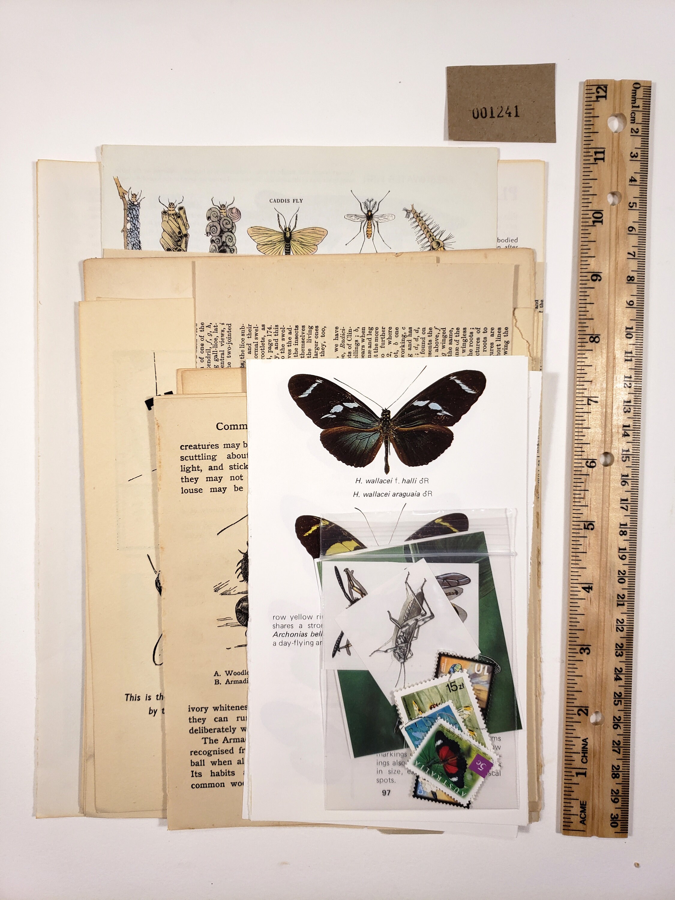 BUGS & INSECTS Butterflies Vintage Illustrations - Ephemera Pack - 25 ...