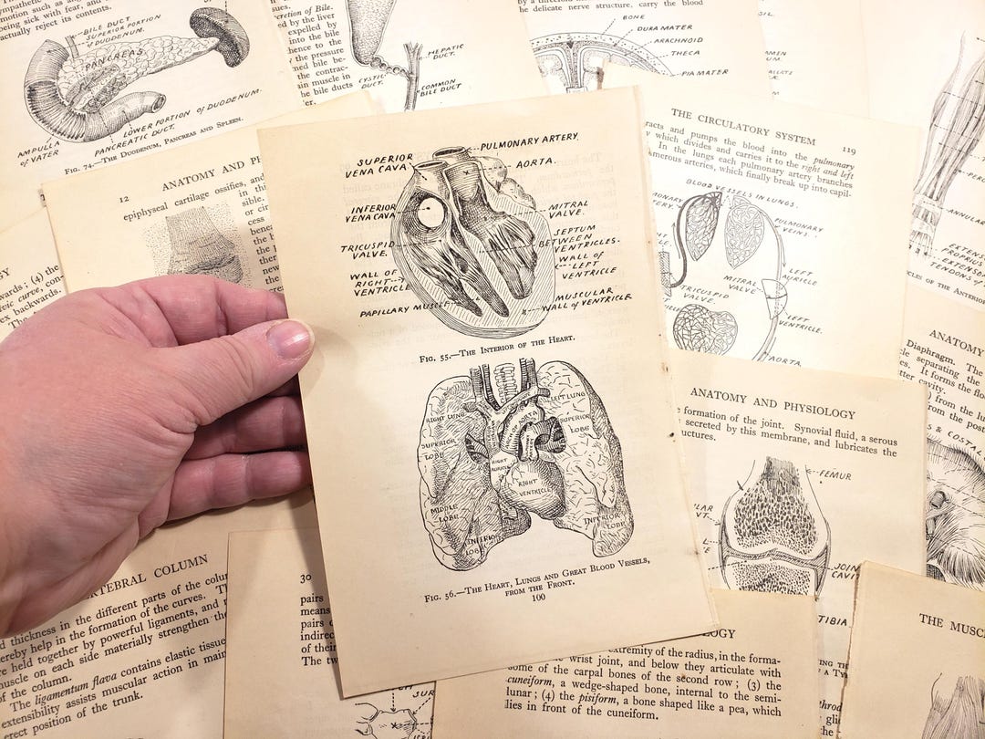 Medical Book Pages, 1950s, Vintage Paper, Anatomy, Ephemera, Junk ...
