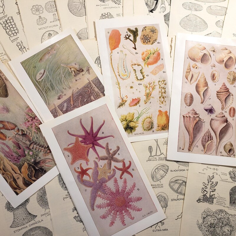 Seashell Journal - Etsy