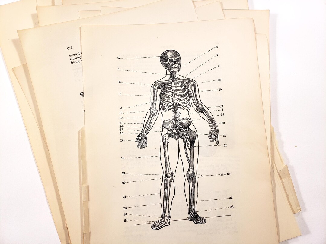 Medical Book Pages, Anatomy, Vintage Ephemera, Junk Journal Supplies ...